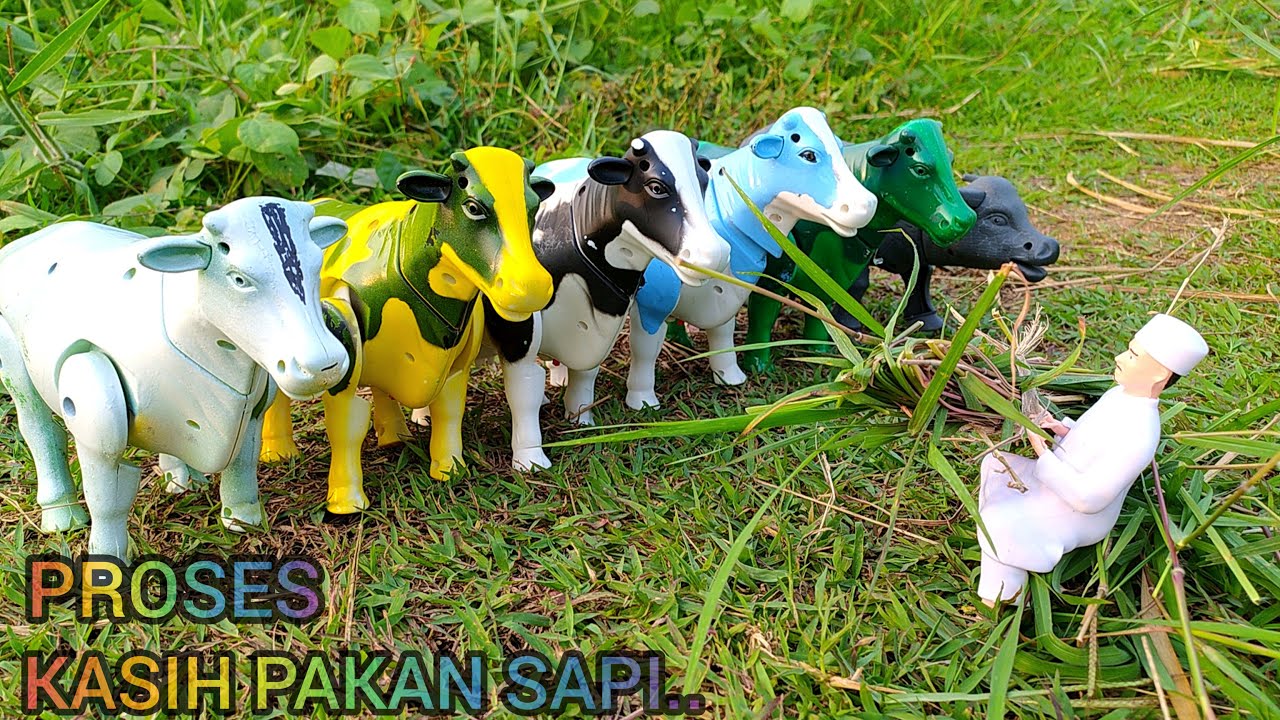 Wadidaw, Kasih Makan Sapi,Sapi jumbo,Sapi warna warni,Sapi ngamuk, Kerbau Ngamuk | Cattle, Cow ...