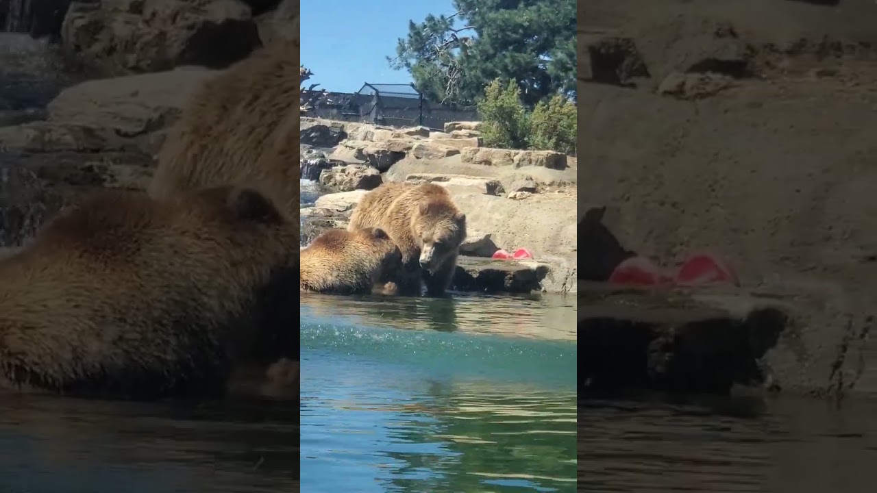 Socially awkward bear - #oaklandzoo - YouTube