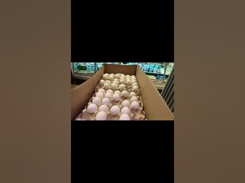 Цена яйцо куриное сегодня в Сильпо #ценаяйцо #куриноеяйцо - YouTube
