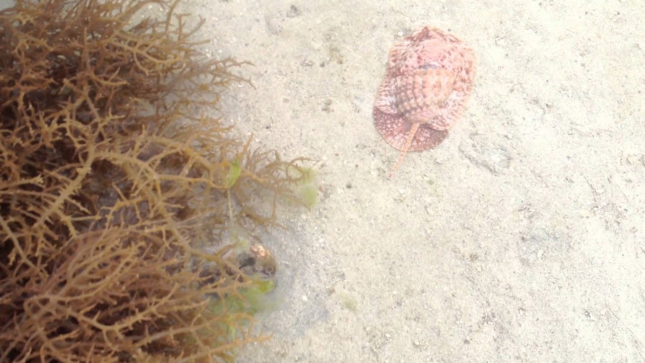 Snail VS Crab - YouTube