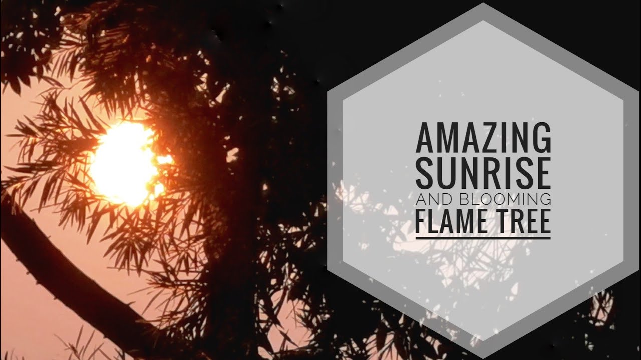 Amazing Sunrise and Blooming Flame Tree - YouTube