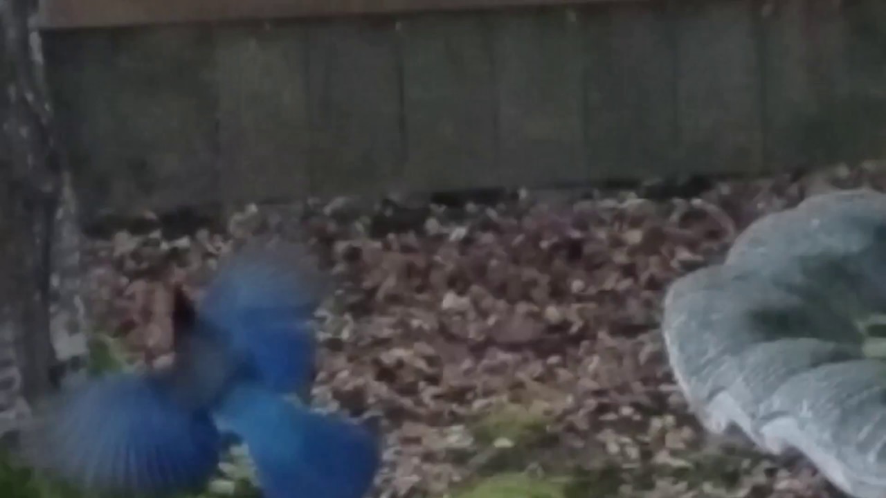Washington State, PNW. Pair of Blue Jays - Steller Jays - YouTube
