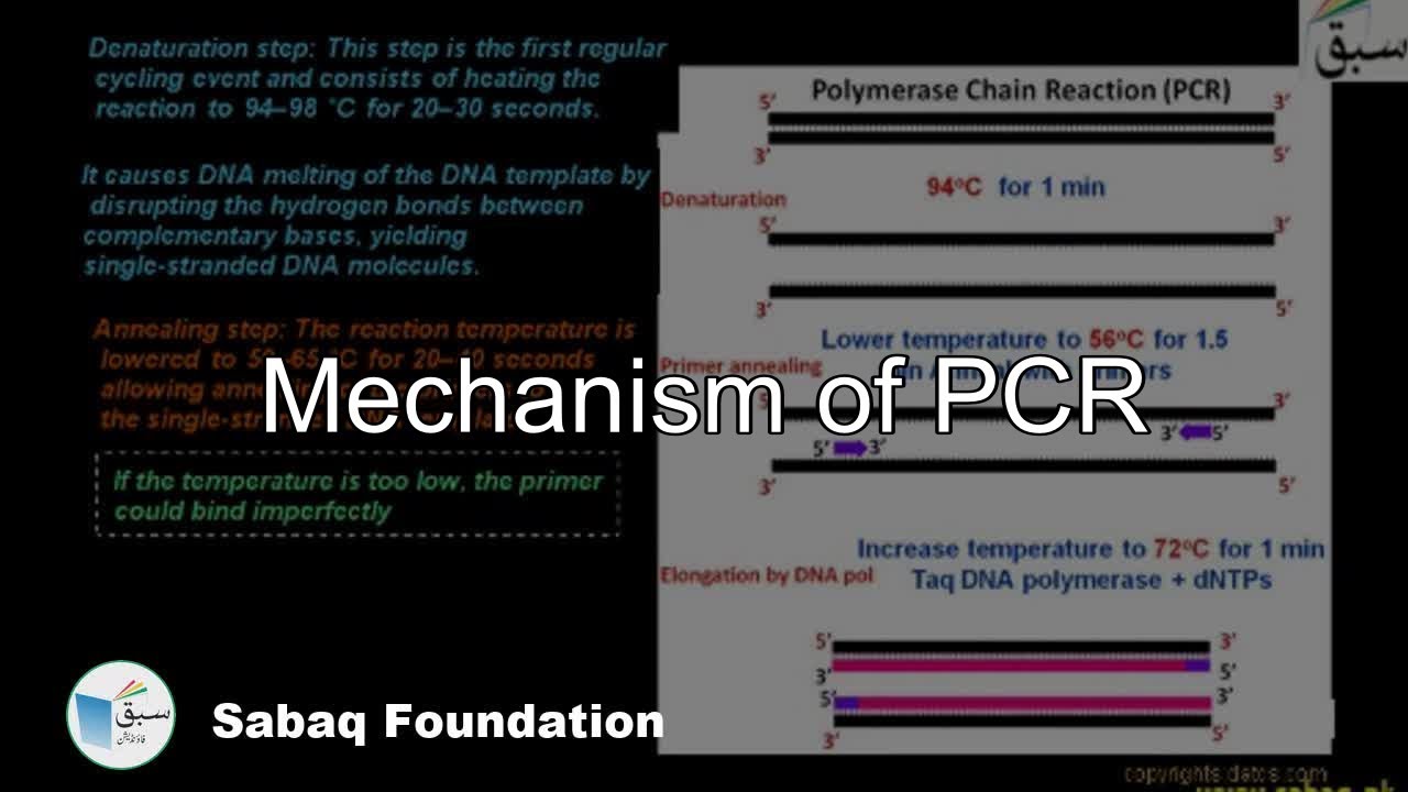 Mechanism of PCR, Biology Lecture | Sabaq.pk - YouTube
