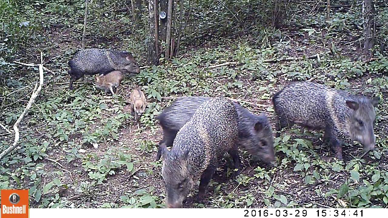Pecaríes de collar (Pecari tajacu) con cría - YouTube