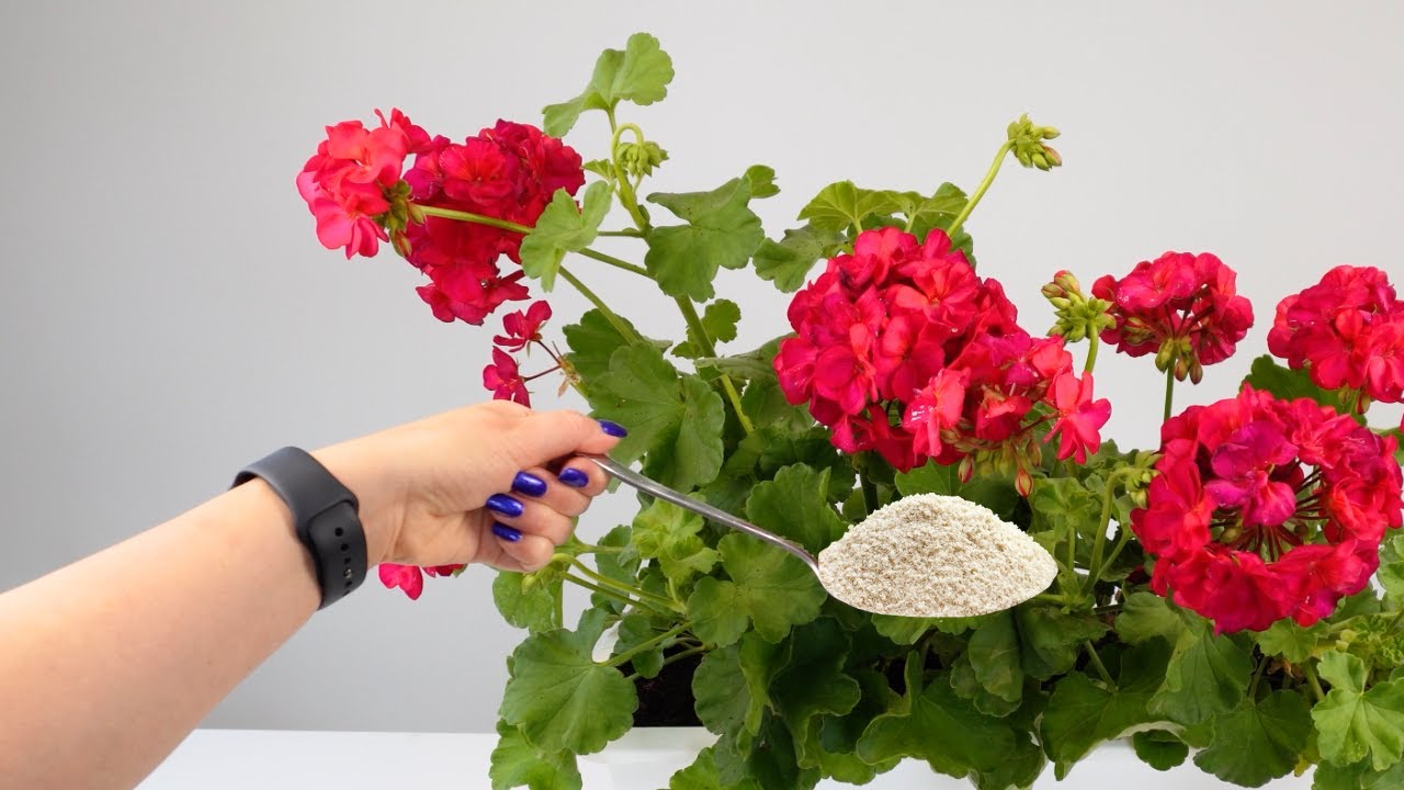 One spoon will make your GERANIUMS GROW LIKE WILD - YouTube