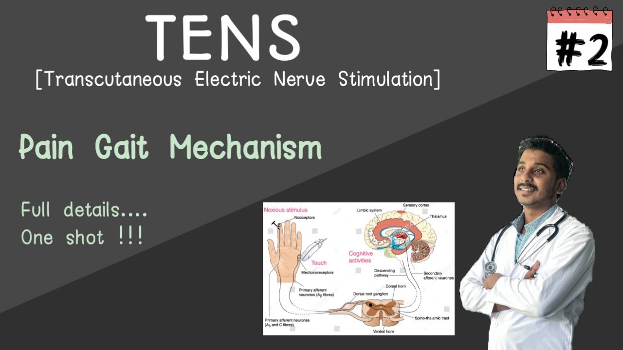 Pain Gate Mechanism Electrotherapy | Gate control mechanism | TENS ...