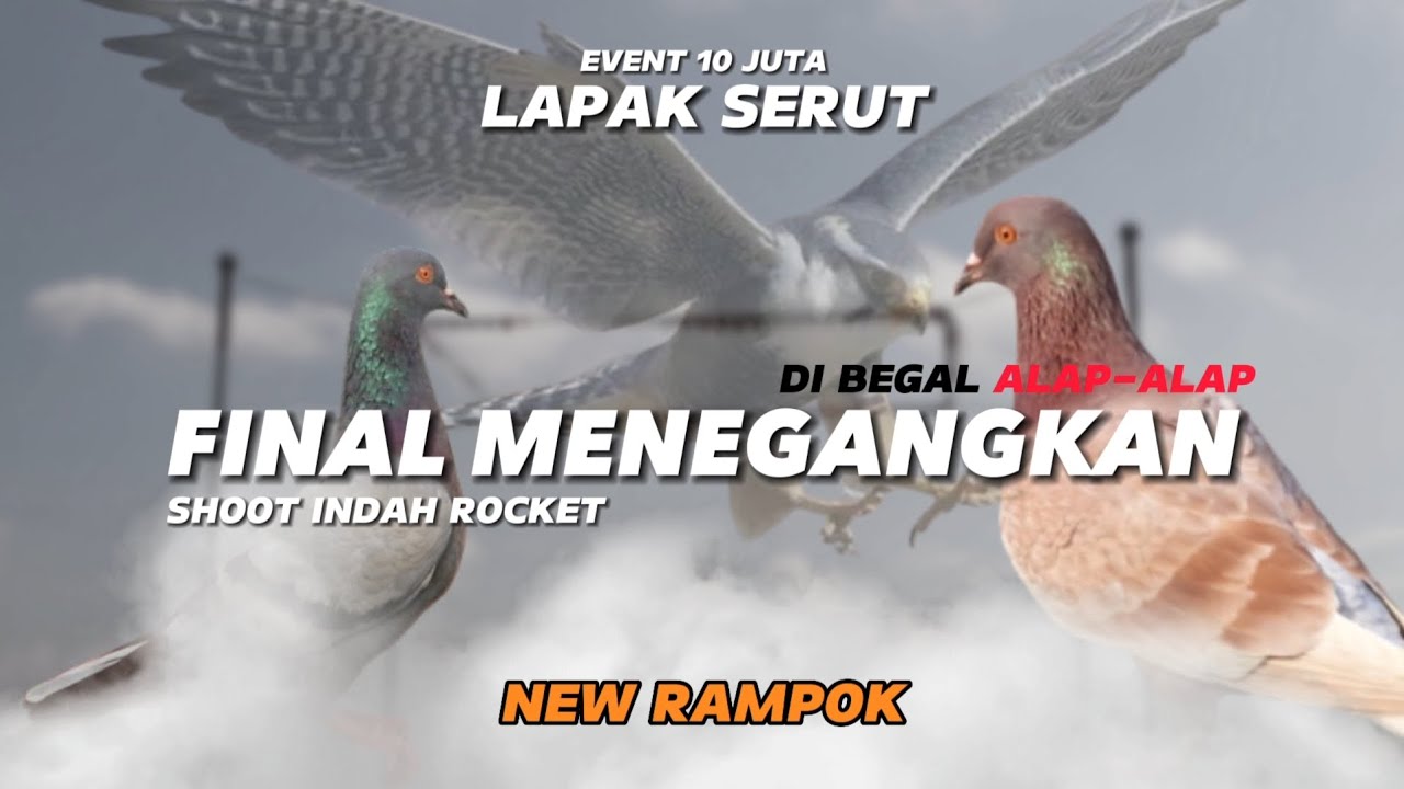 PEREBUTAN JUARA 1 LOMBA MERPATI PURWOREJO! - YouTube
