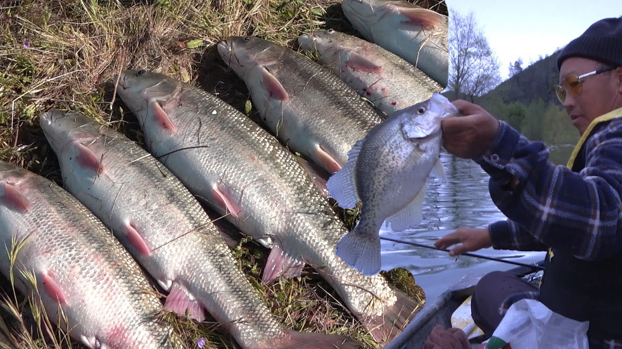 Fun Caught Big and Long Fish Continue Part 2 2024 - YouTube