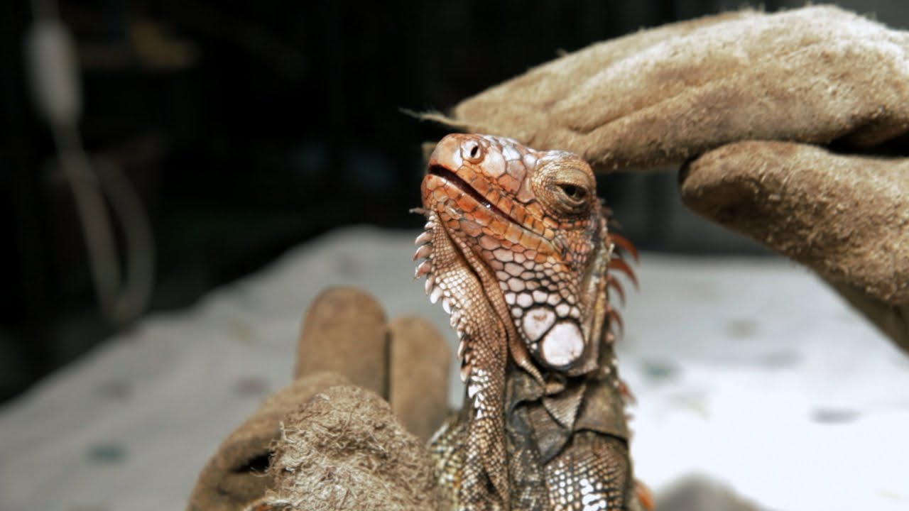 Welcome to the ZooAve Rescue Center - YouTube