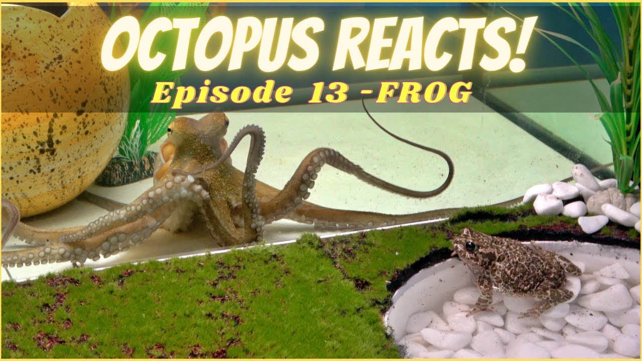 Octopus Reacts to Frog - Episode 13 - YouTube