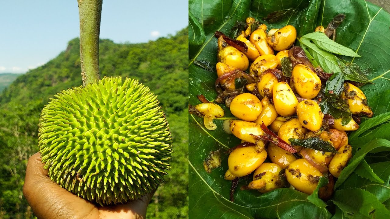 අමතක නොවන රසයක්, කොස් දෙල් ඇට තෙම්පරාදුව | How To Make Breadnut Seed ...