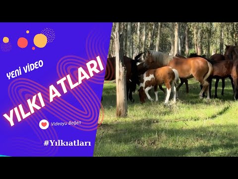 Sasalı’da Özgürlüğün Adı: Yılkı Atları  Welcome to the Izmir. #doğalyaşam #horse #nature