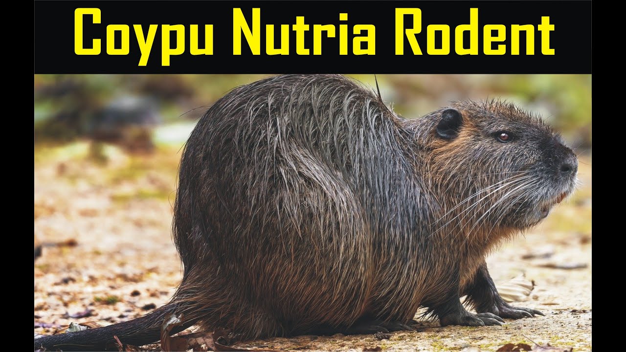 Coypu Nutria Rodent - Native to South America (Semiaquatic and ...