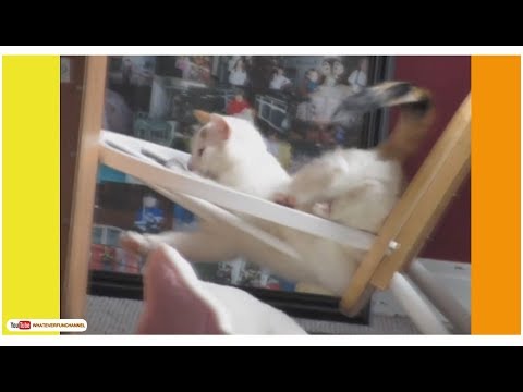 Funny cats - Awkward moments! - YouTube
