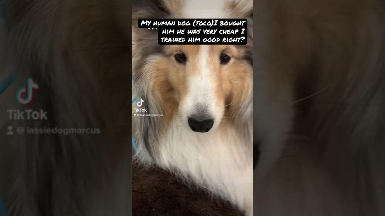 I have the human dog (toco) #trend #dogs #funny #dogsoftiktok #2023 # ...