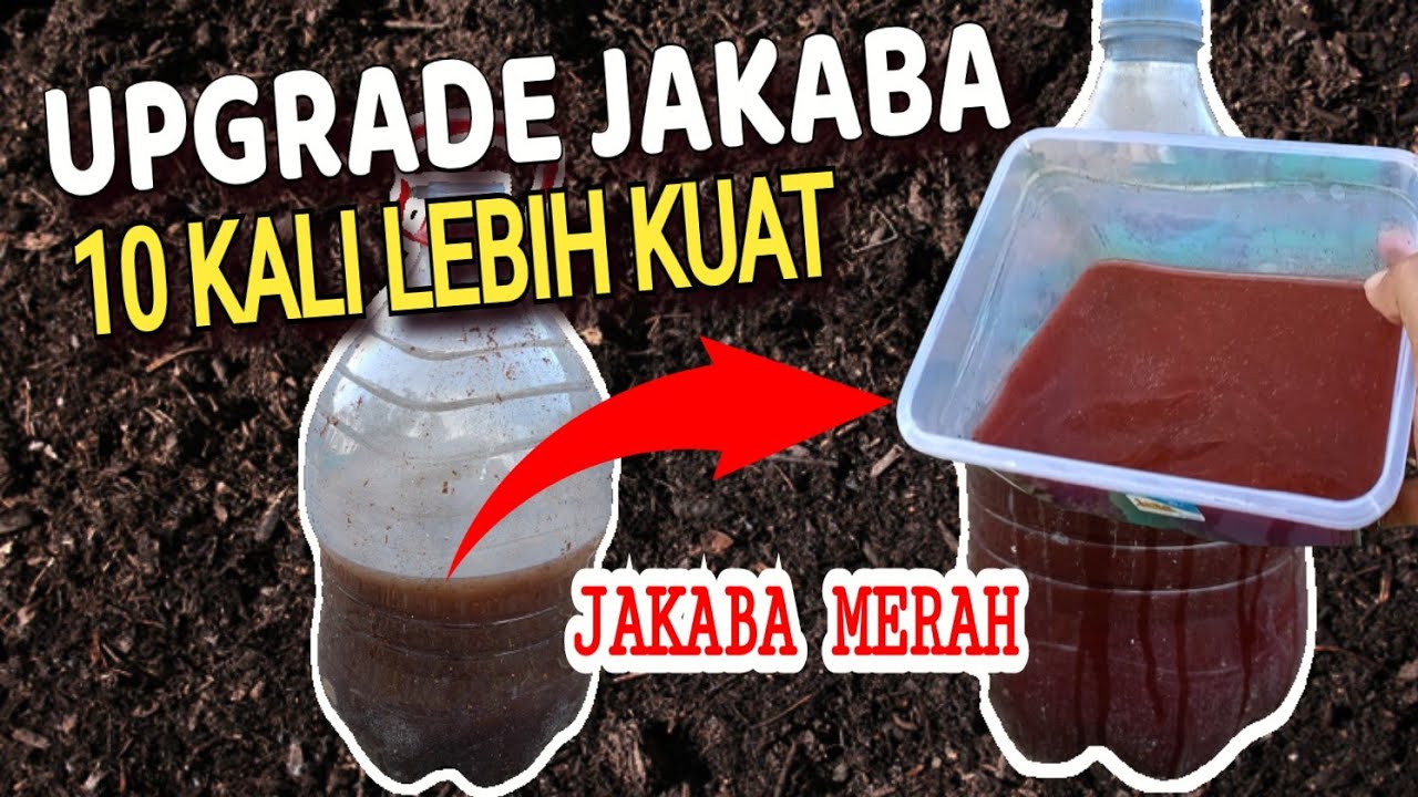 JAKABA MERAH 10 KALI LIPAT SUPER MANFAAT #jakaba #PSB SUPER - YouTube