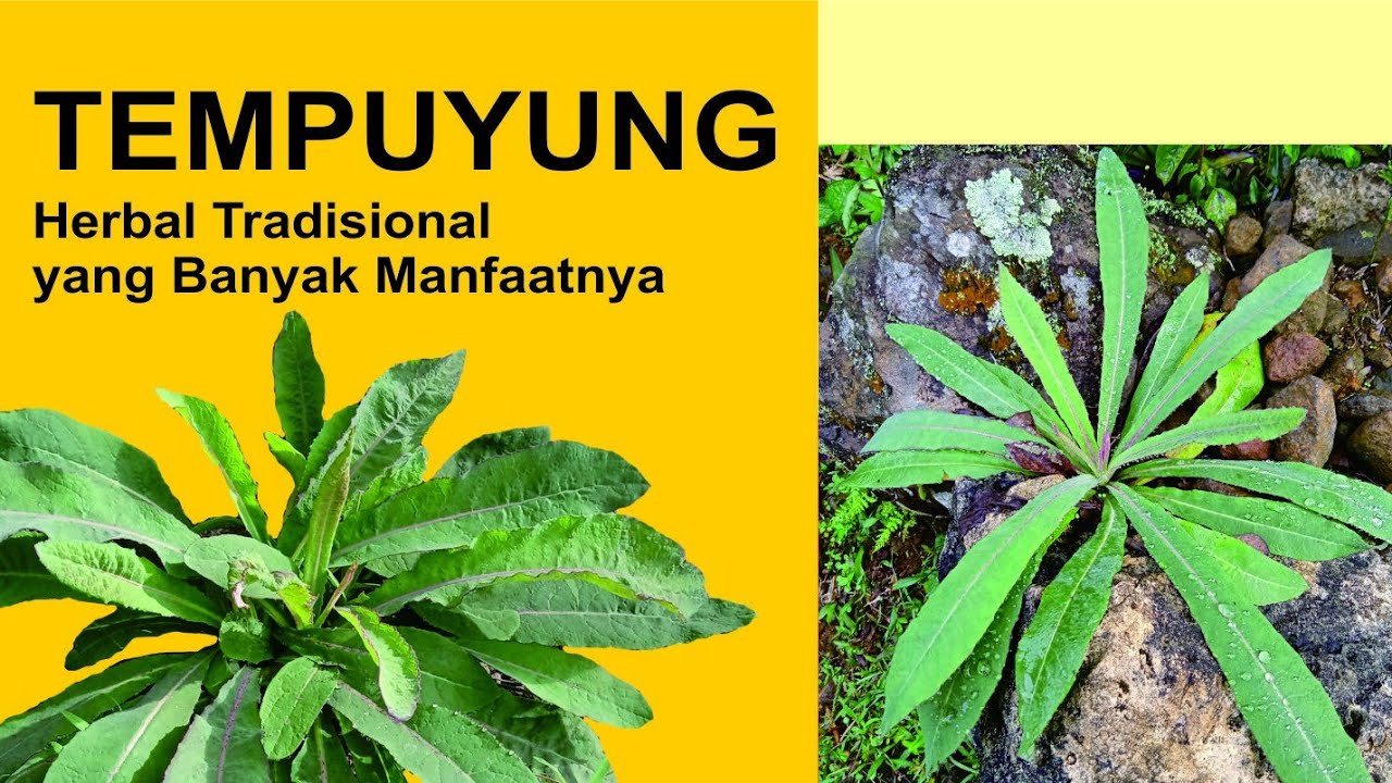 Tempuyung tanaman liar dengan segudang manfaat untuk kesehatan II ...