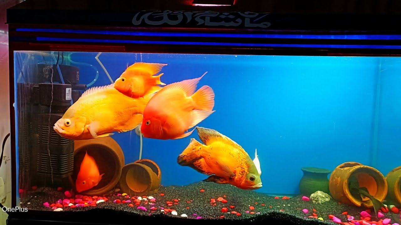 Feeding Prawn || 3 feet community tank || mango Oscar || Pacu || Orange ...