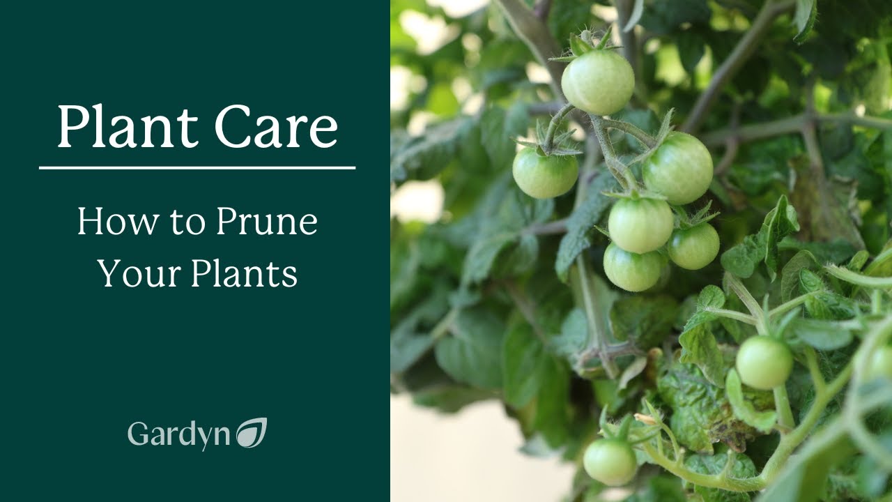 How to Prune Your Plants - YouTube
