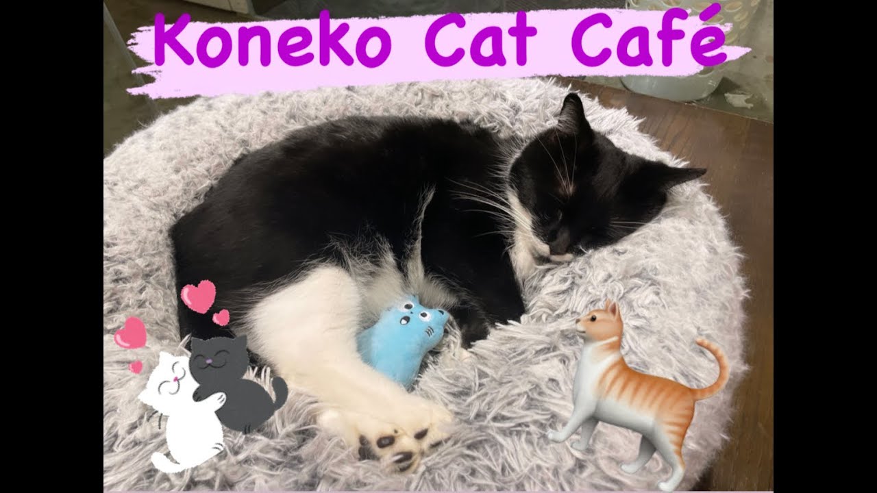 My Tour of Koneko Cat Café in LES - YouTube