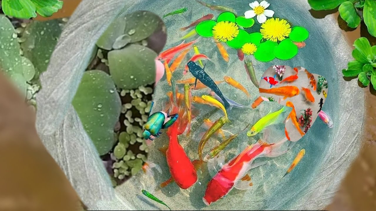 Catch Strange Aquarium Fish In Surprise Egge - YouTube