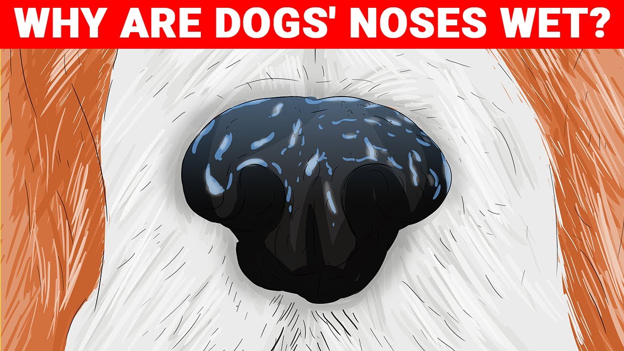 10 Most Googled Questions About Dogs (Answered) - YouTube