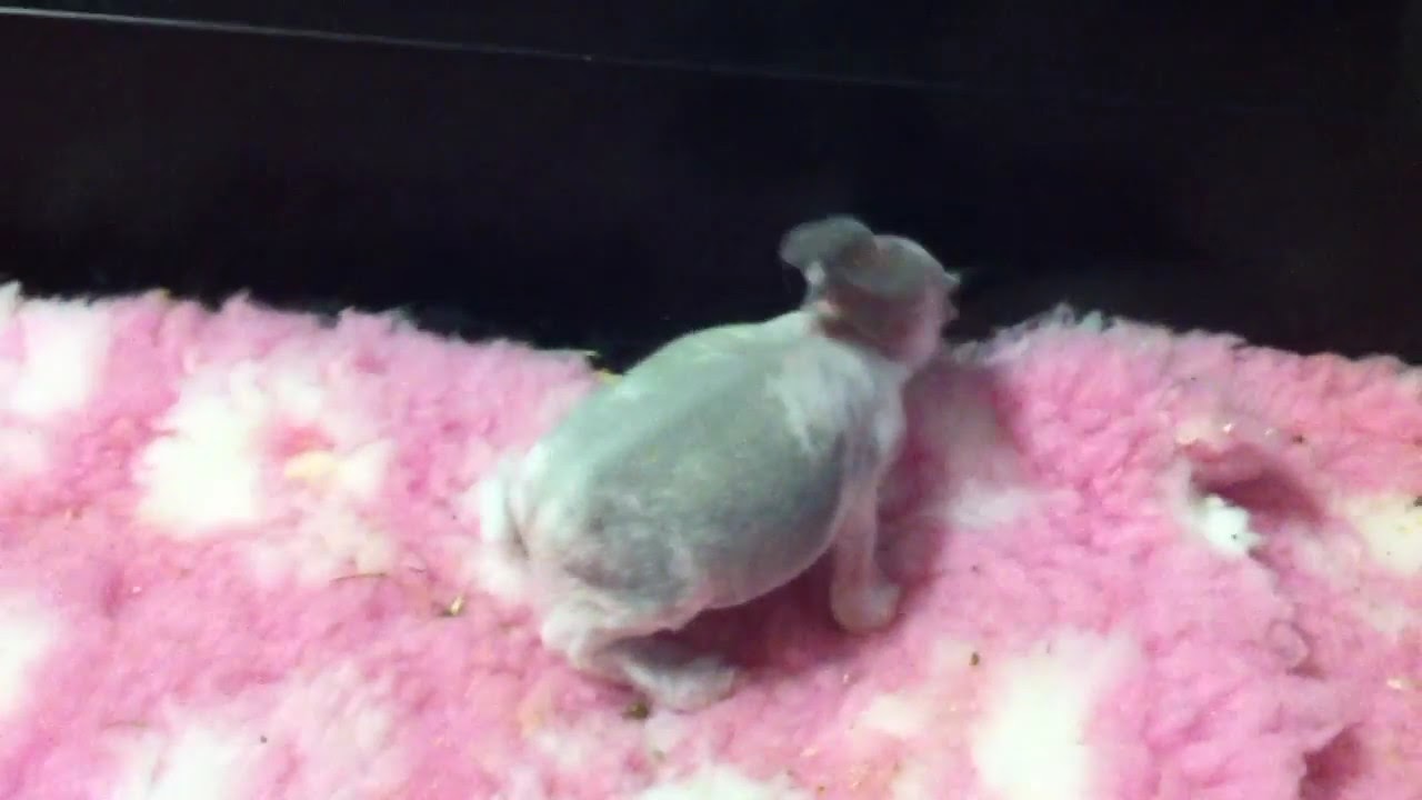 Hairless Baby Rabbit and Sibling Kitten - YouTube