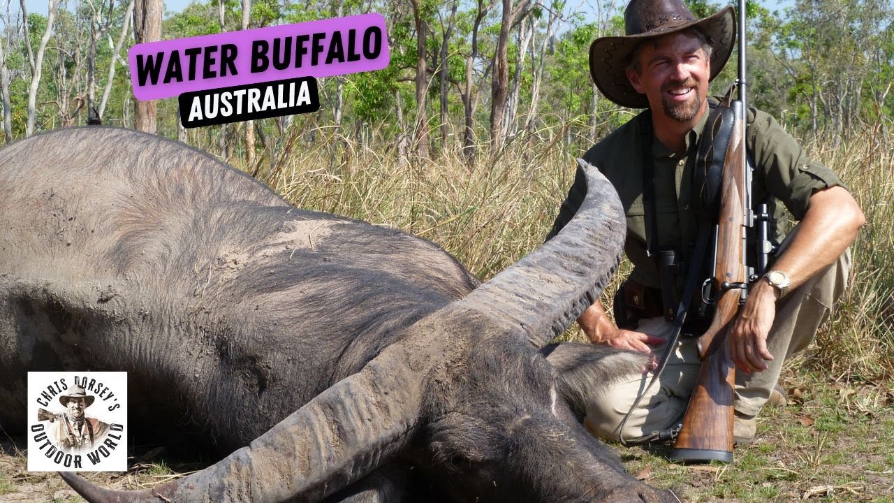 Unbelievable Water Buffalo in Australia - YouTube
