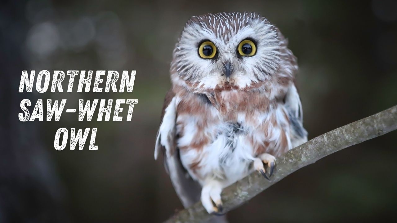Northern Saw-whet Owl Call | What It Sounds Like? - YouTube