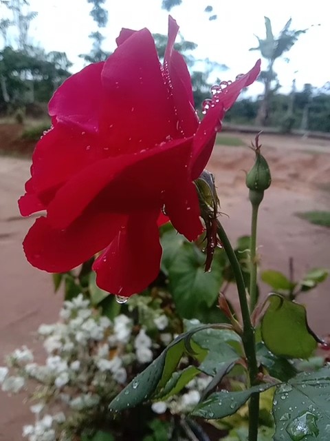 bunga mawar mekar yg cantik#tanamanhias #shortsvideo - YouTube