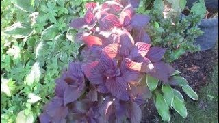 Urban Cottage Gardening Tour | Growing Herb Purple Perilla a pretty plant!  Catherine's Garden
