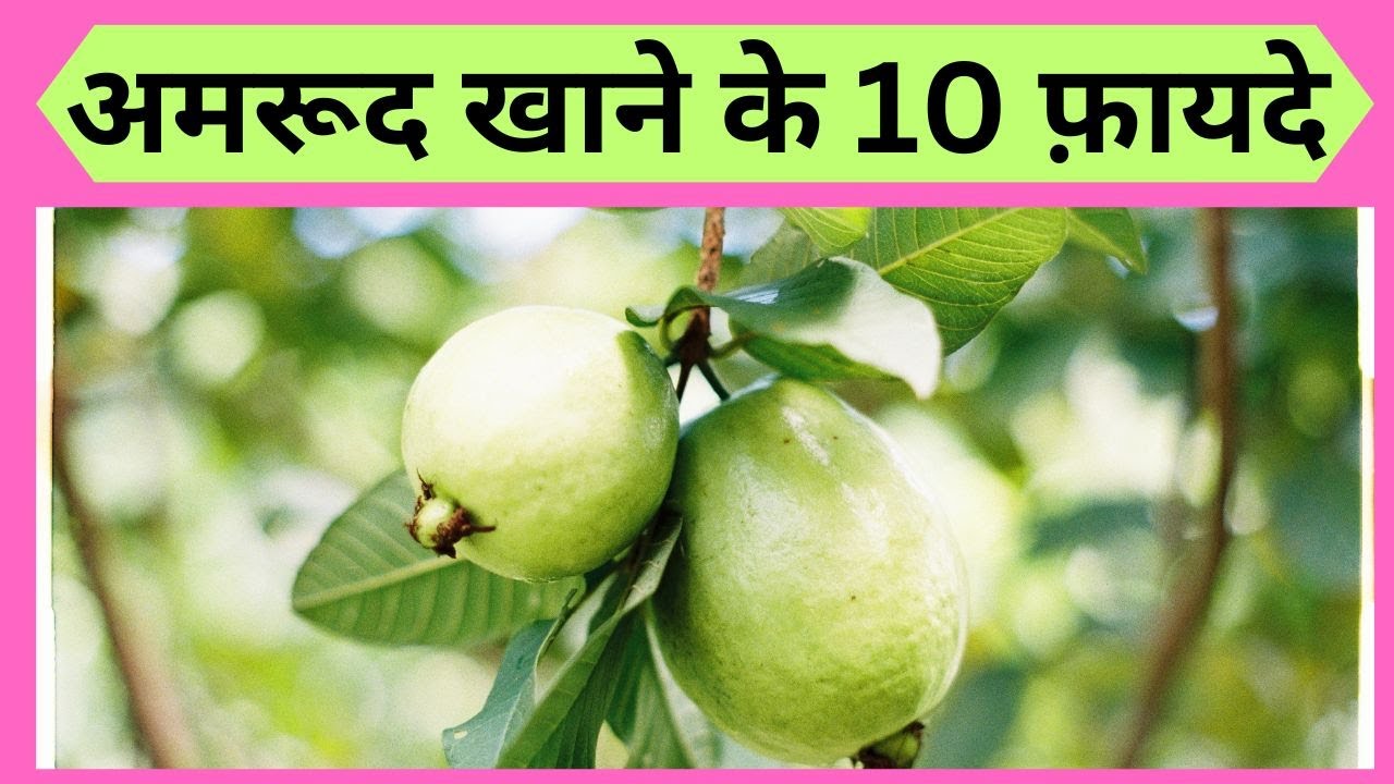 Amrud | Amrood Khane Ke Fayde | अमरूद खाने के फायदे | Benefits of Guava ...