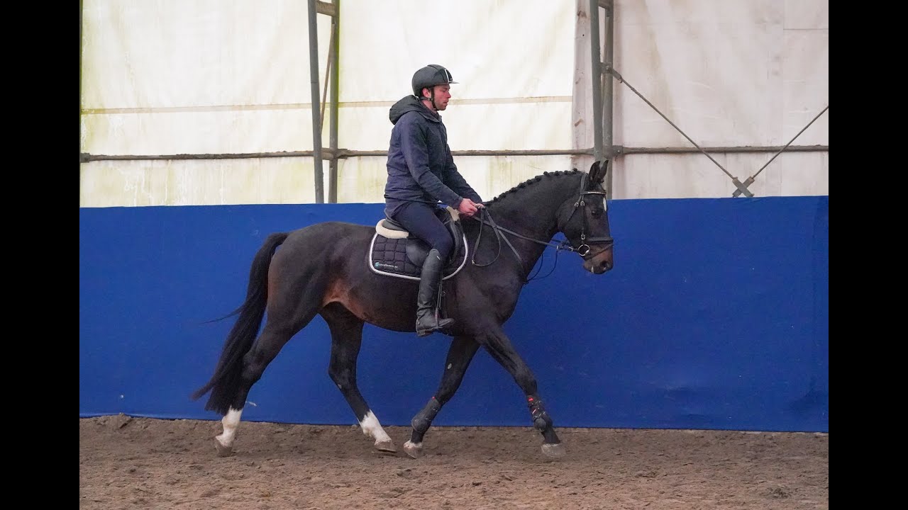 FOR SALE - 2020 stallion by Kannan x Diarado - KAJETAN under saddle ...