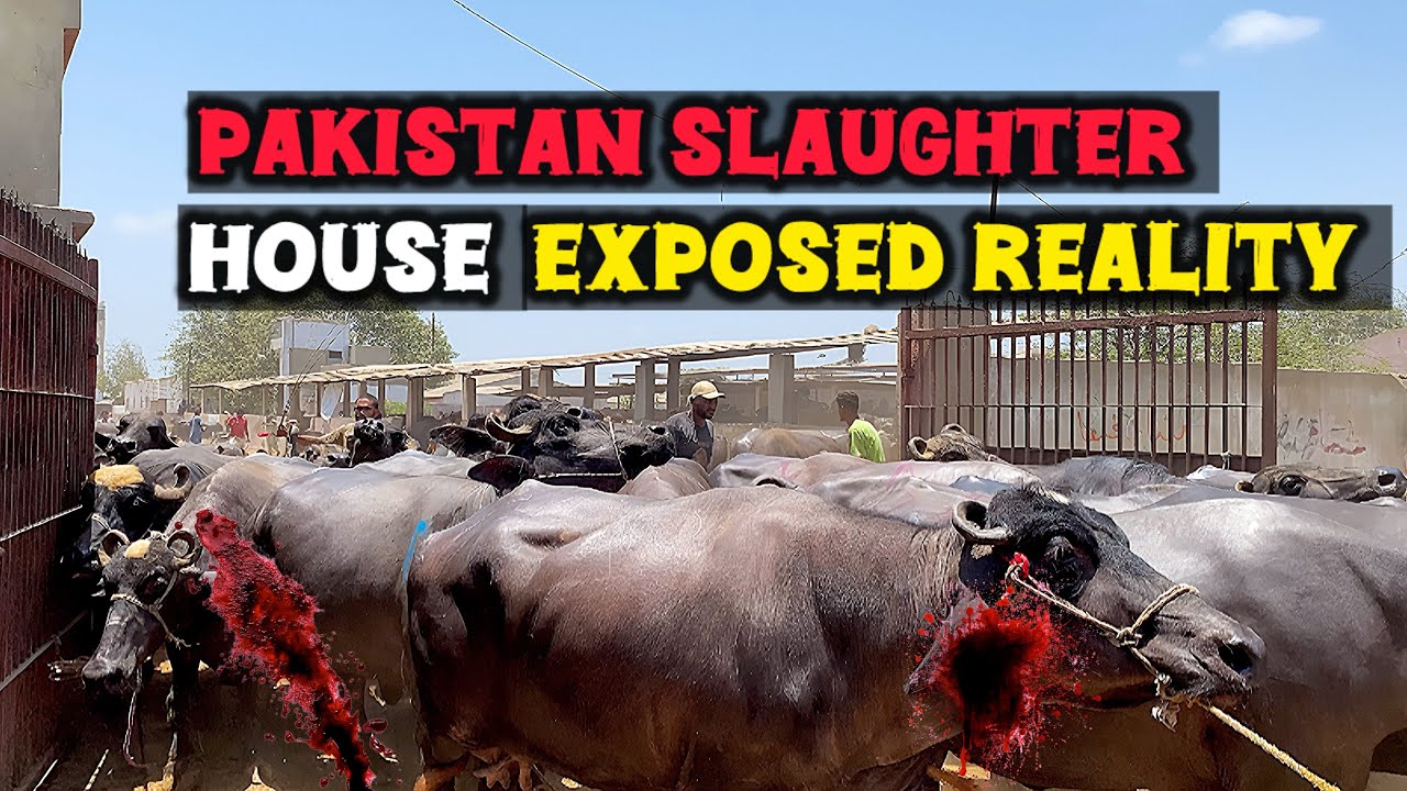 Pakistan Slaughter House Exposed | Donkey Meat | Reality Slaughter ...