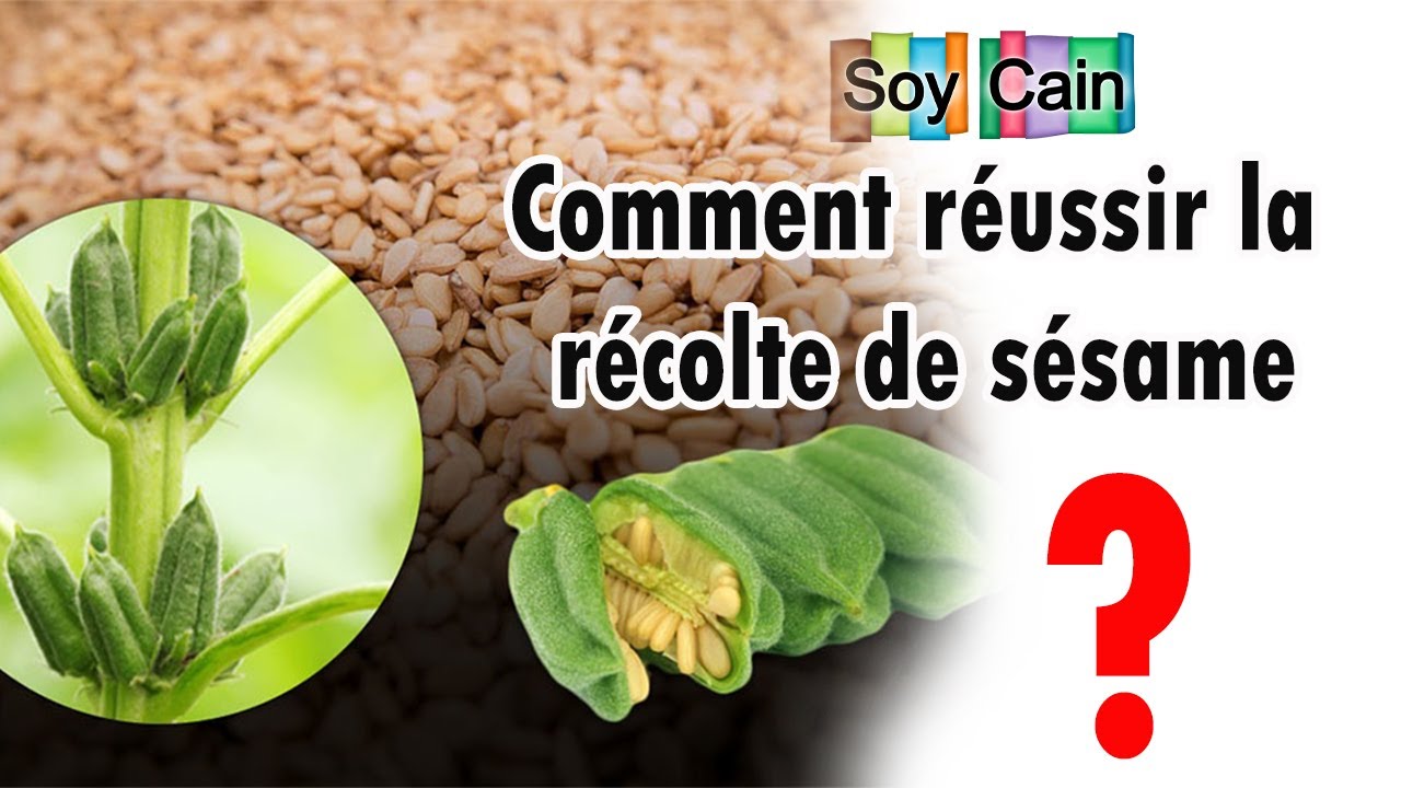 Culture de Sésame: comment réussir la récolte ? - YouTube