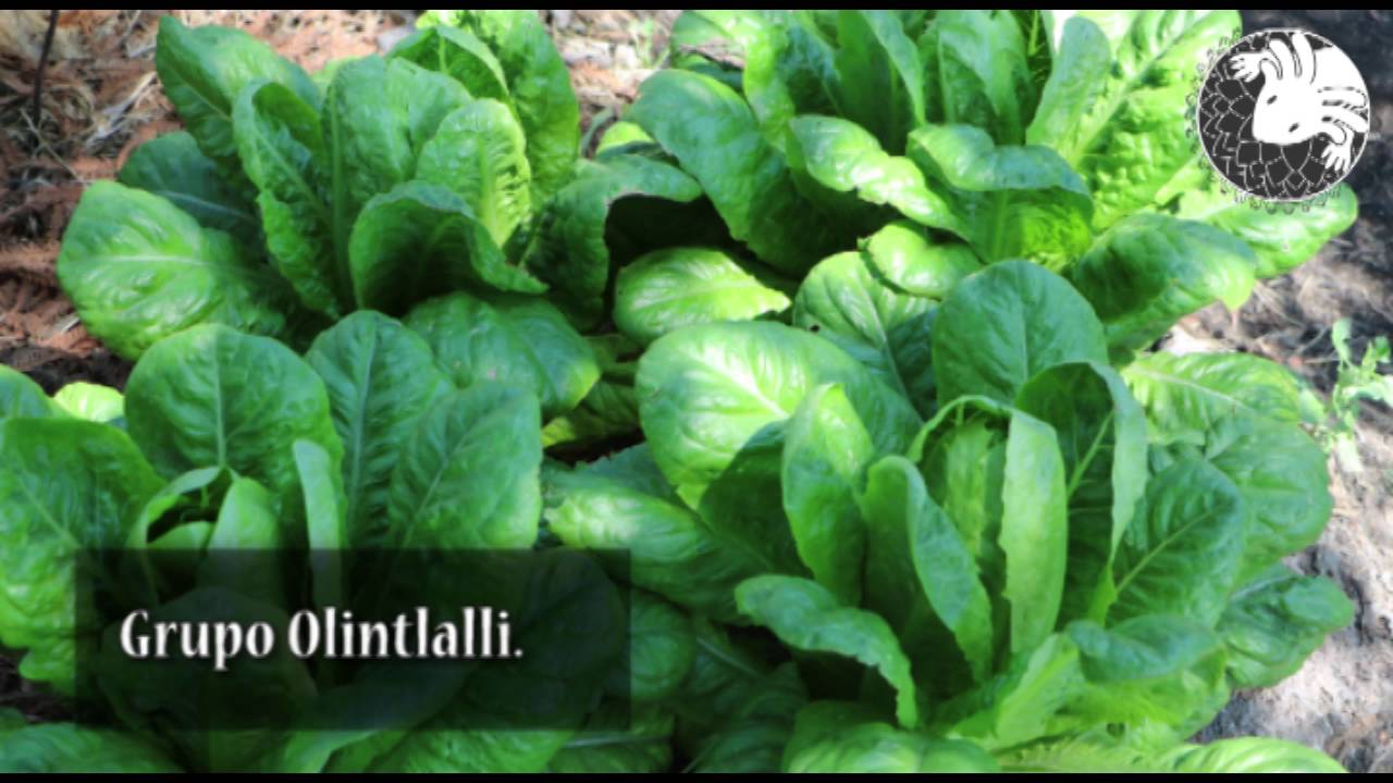 El chapin, técnica ancestral - YouTube