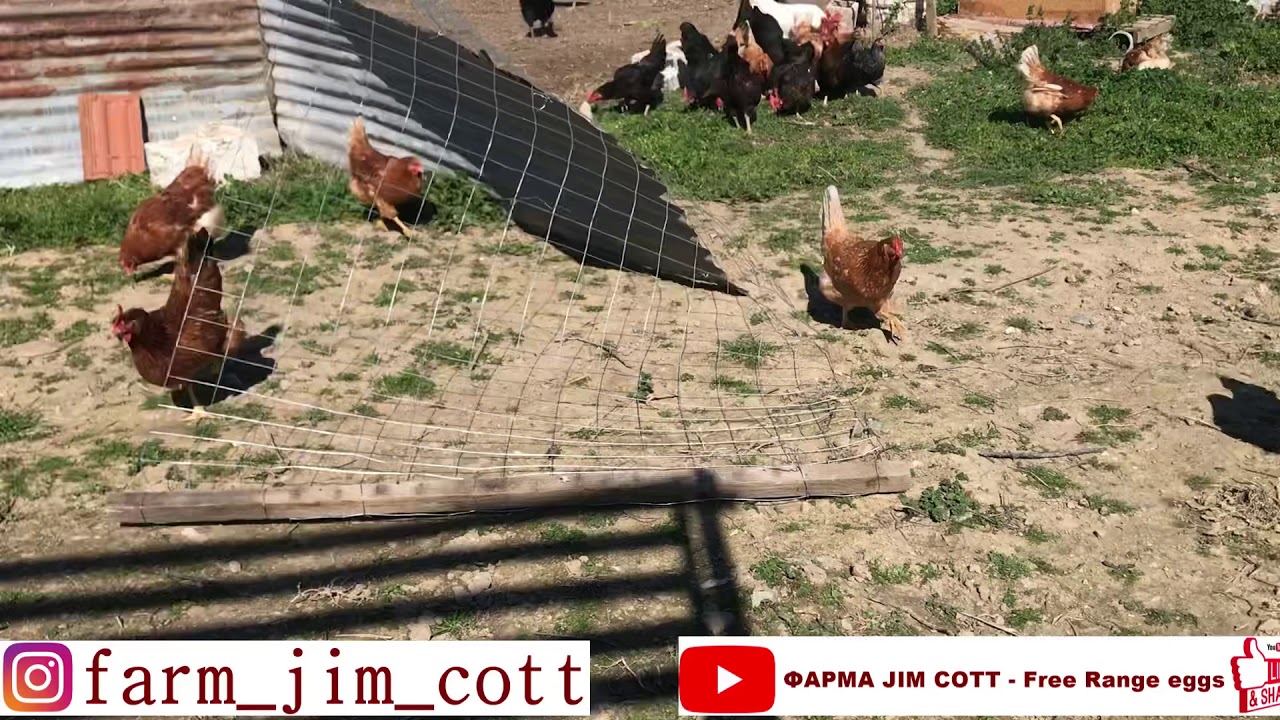 Κότες ελευθερας βοσκής για ποιοτικά χωριάτικα αυγά! (FARMA JIM COTT ...
