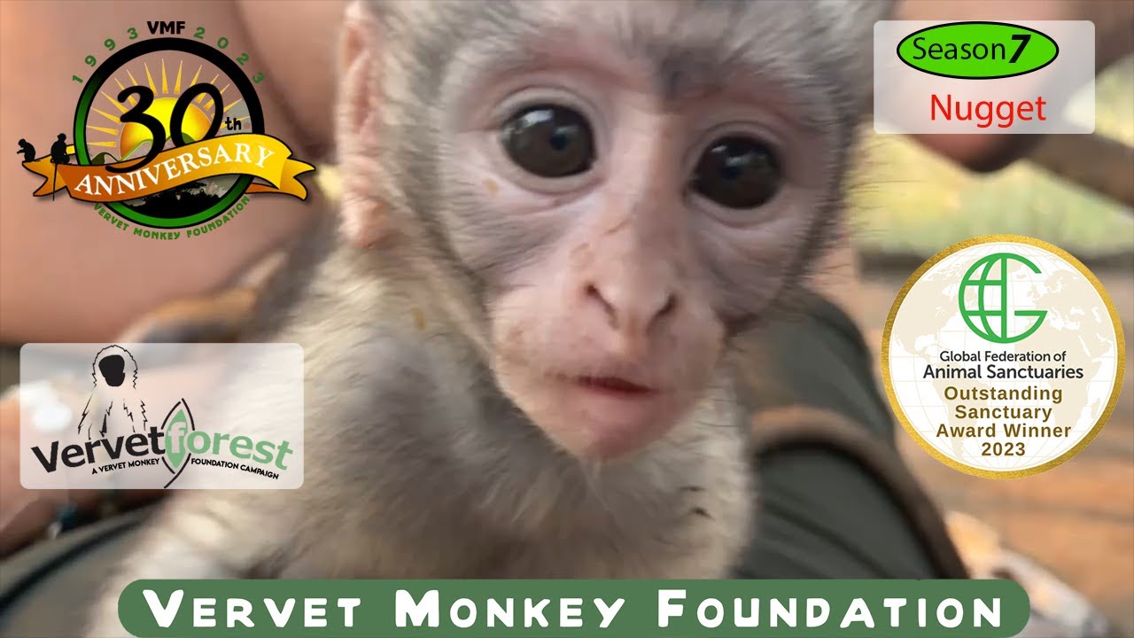 Orphan Baby Monkey Nugget arrives, Foster mom program back on schedule ...