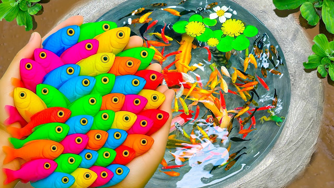 Amazing Catch Ornamental Fish In Giant Colorful Eggs, Goldfish, Black ...