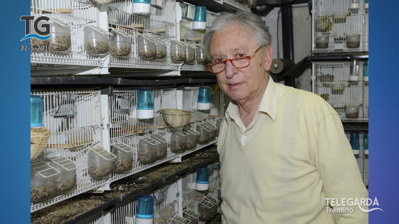 Peluso e il canarino Benacus - YouTube