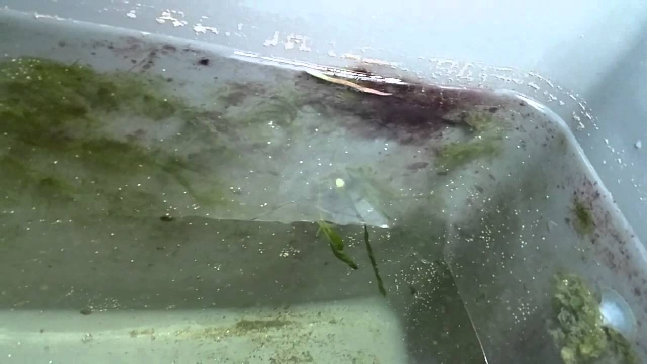 Polychaete worm epitoke 'swarmer' - YouTube