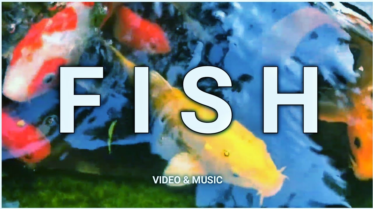 Fish [ No Copyright Video and Music ] | No Copyright gain - YouTube