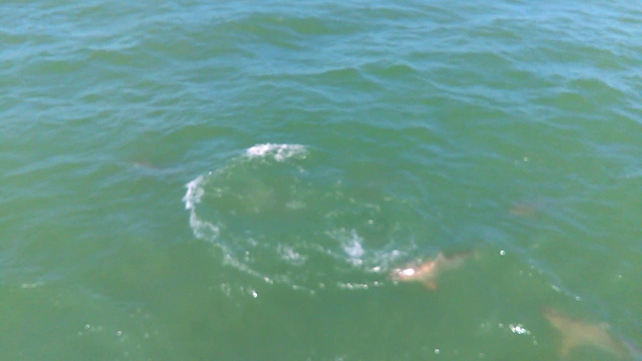 Sharks at Springmaid pier Myrtle Beach SC - YouTube