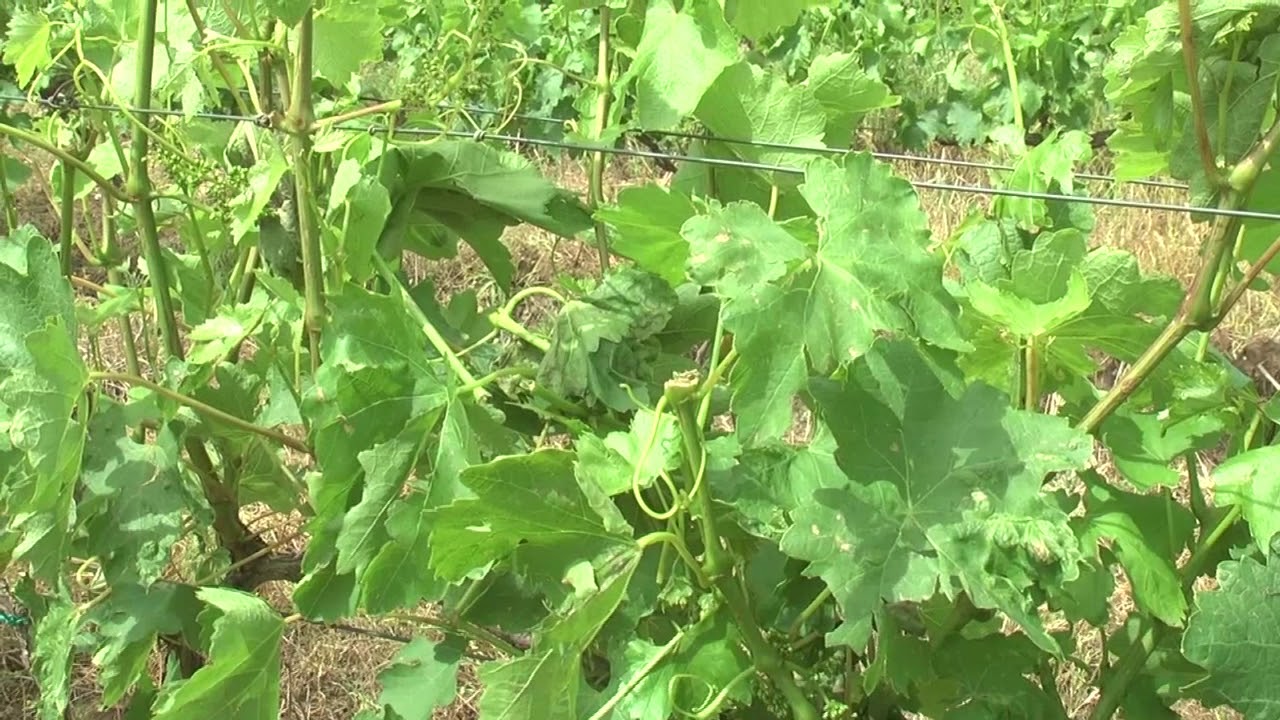 Breshri në Gjirokastër dëmton vreshtat, fermerët: Na iku gjysma e ...