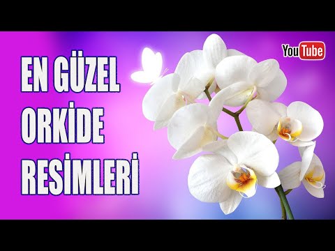 En Güzel Orkide Çiçek Resimleri Full HD 4 İndir 2021