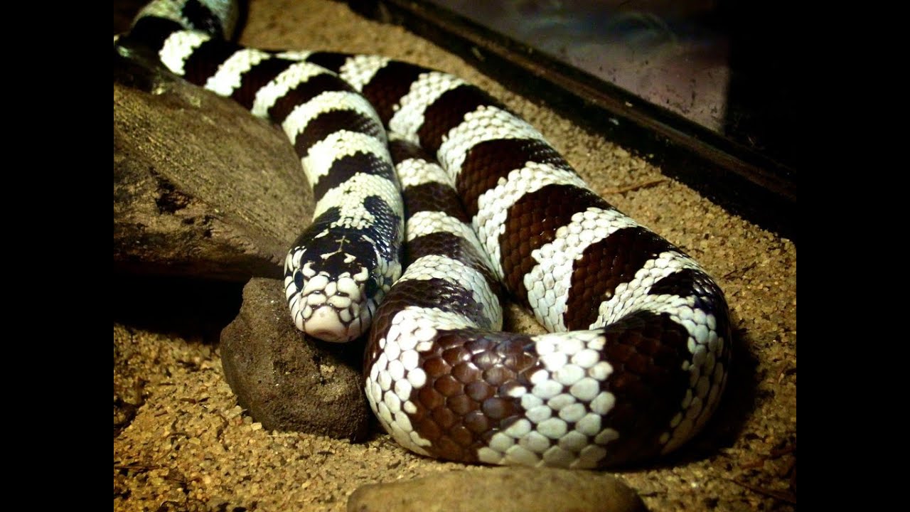 Eric s World Wild Discovery - YouTube