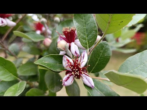Harika çiçek açan meyve ağacı,Kaymak ağacı,Feijoa bitkisi,Yaprak dökmeyen ağaçlar,