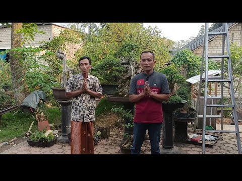 CEK HARGA BAHAN BONSAI DI PAK MUDIN NGARUM .0852-3503-7391 - YouTube