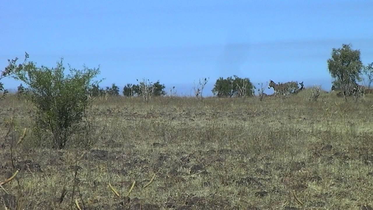 Donkey cull 2 - YouTube