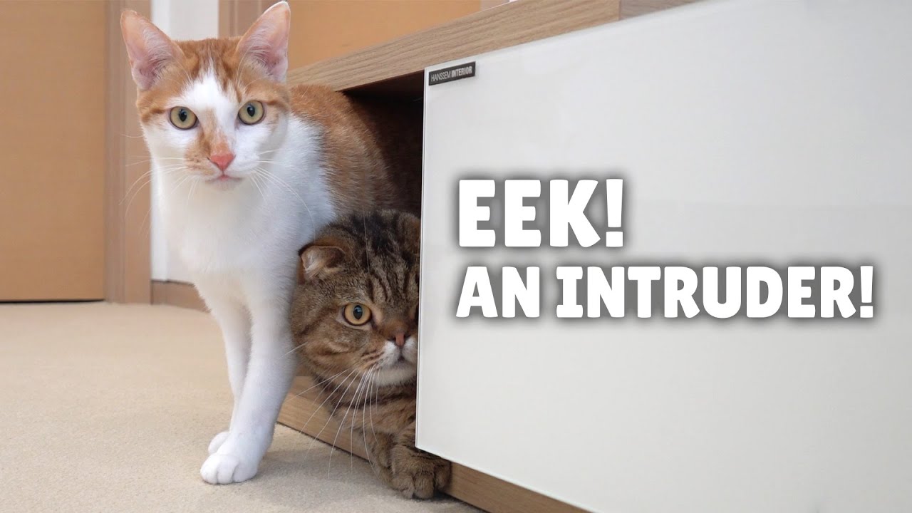 How Will My Cats React to an Intruder in the House? | Kittisaurus ...